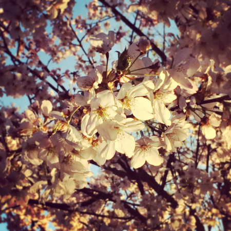 Tina Rupp | William Pitt Sotheby's International Realty